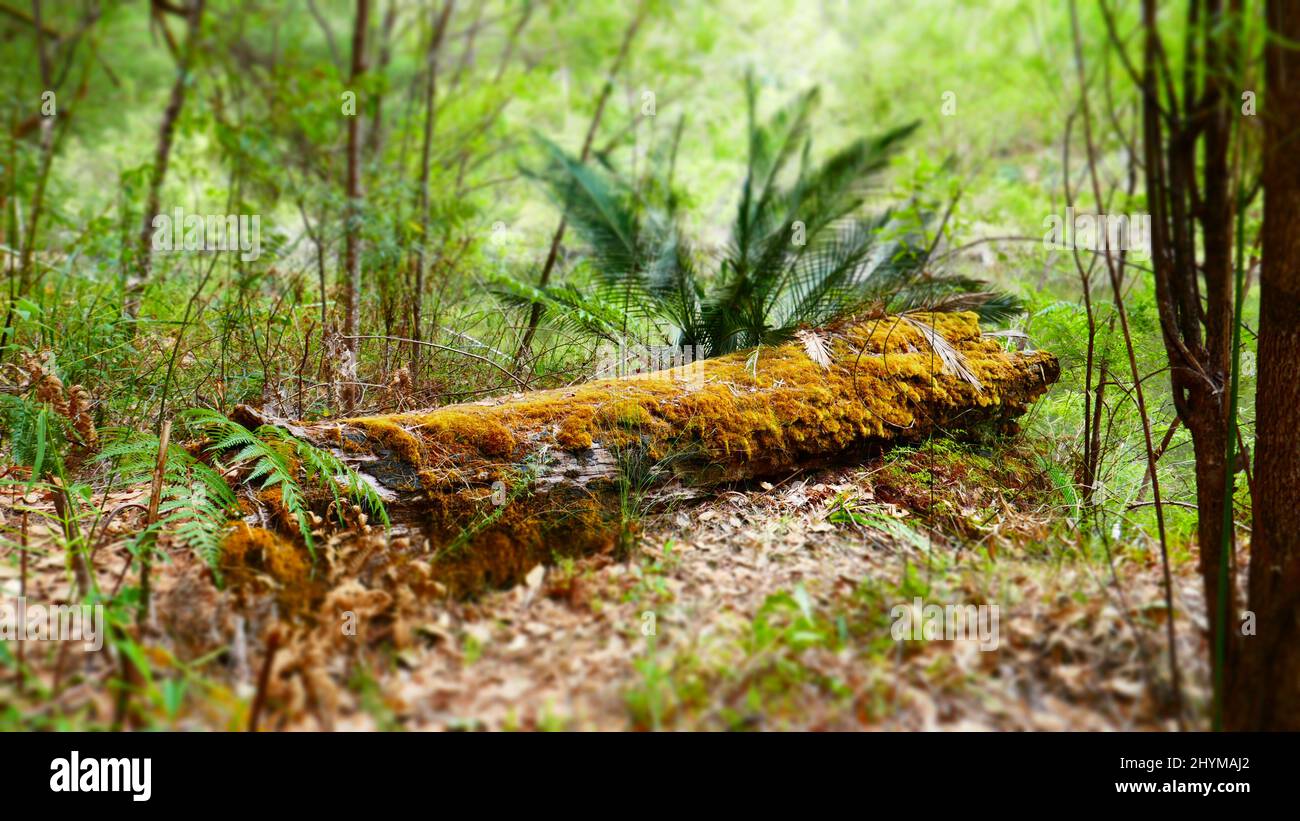 Ancient fallen log covered in moss Stock Photo - Alamy