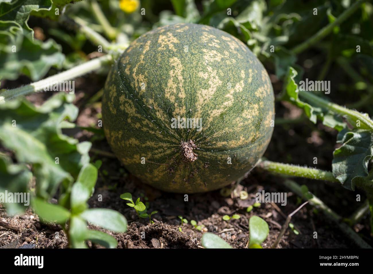 Bitter gourd crop hi-res stock photography and images - Alamy