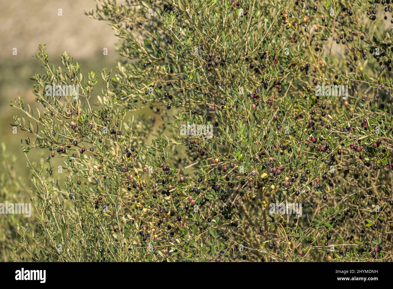 Olive branch southern italian hi-res stock photography and images - Alamy