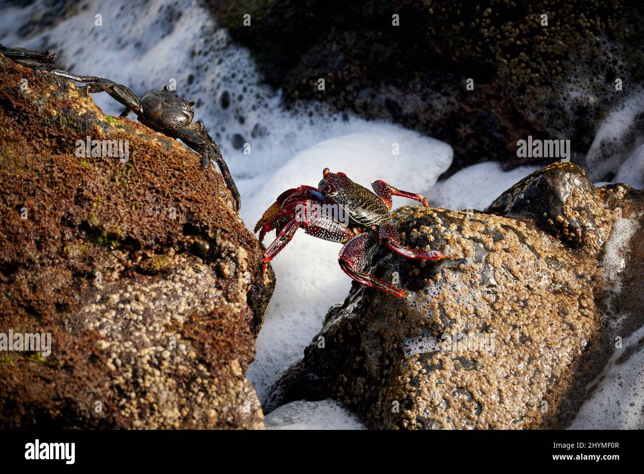 Freshwater crab on rocks by the sea waves Stock Photo - Alamy