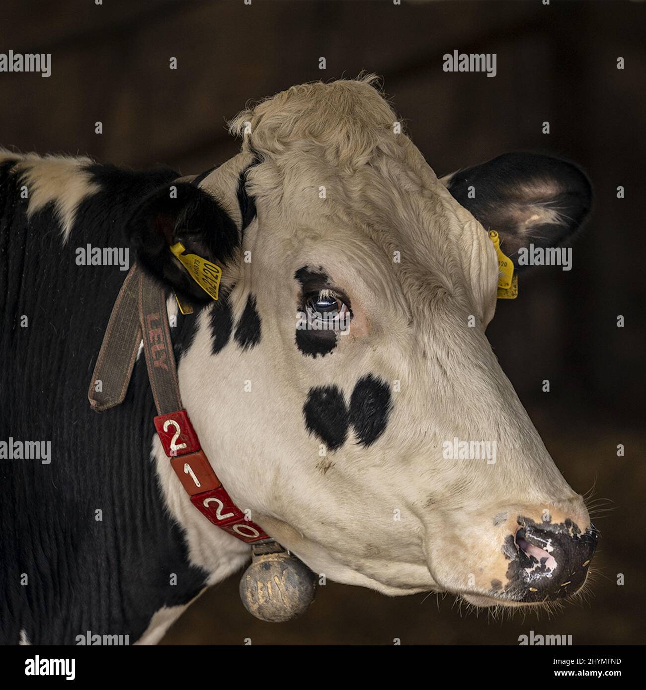 Closeup of a heffer cow against a brown nature background Stock Photo ...