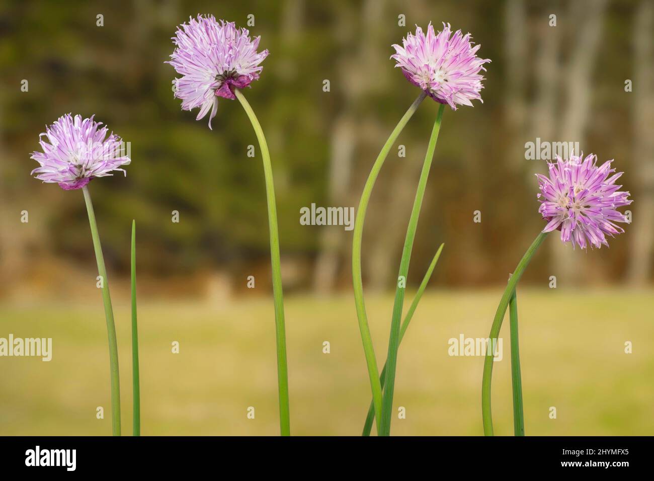 chives, sand leek (Allium schoenoprasum), four inflorescences, Germany ...