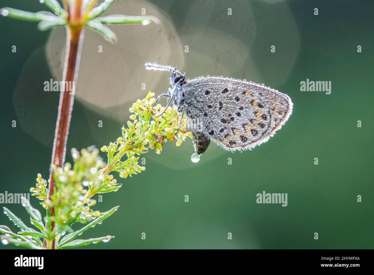 Silver-studded blue (Plebejus argus, Plebeius argus), wetted with ...