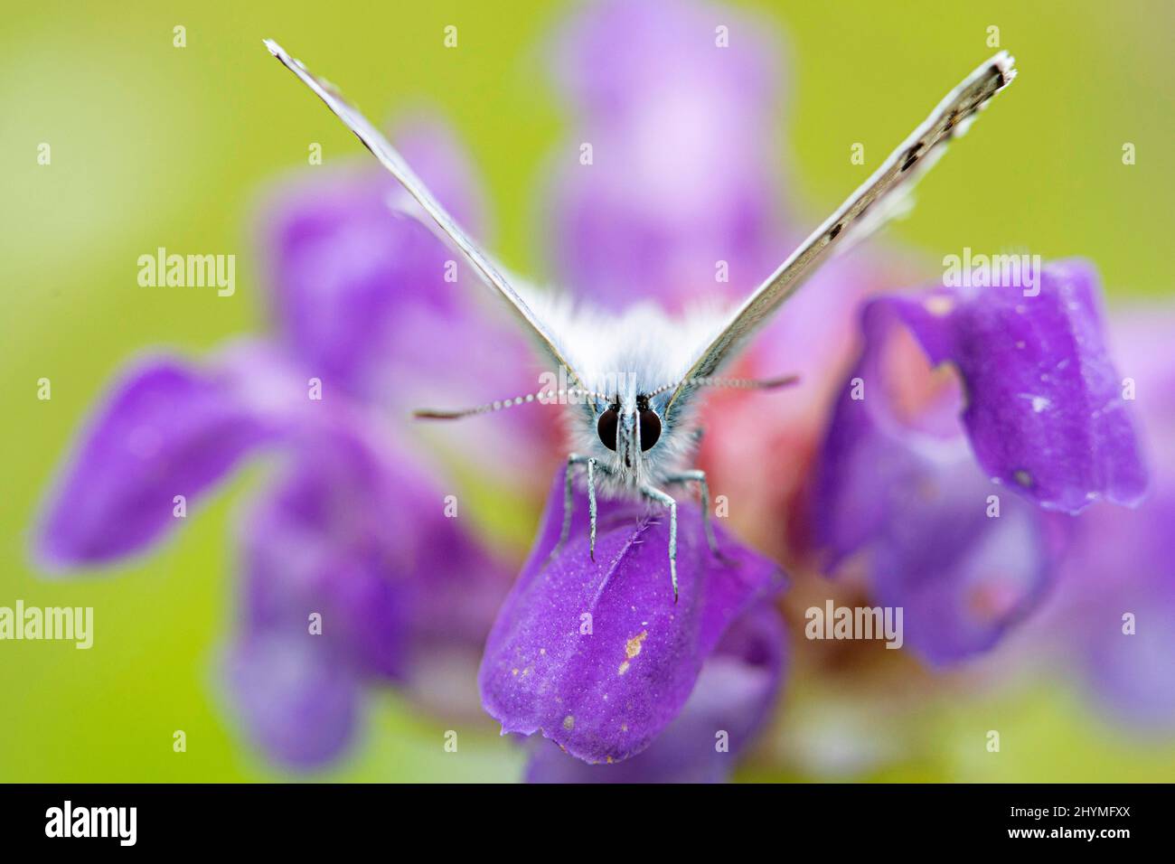 Silver-studded blue (Plebejus argus, Plebeius argus), sits on a flower ...