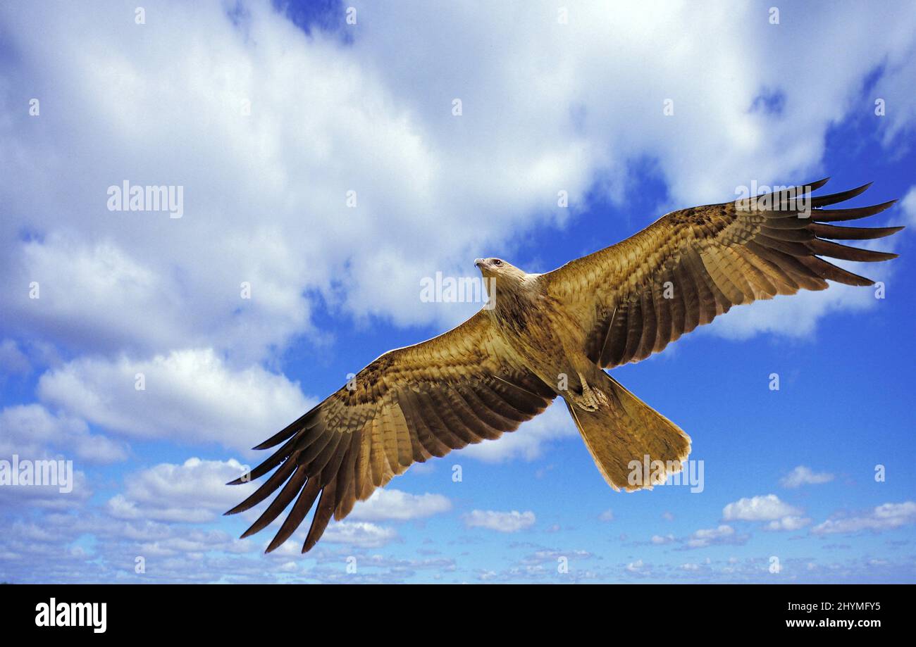 Whistling Kite (Milvus sphenurus, Haliastur sphenurus), in flight in ...