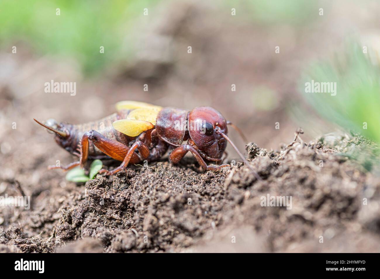 field cricket (Gryllus campestris), at soil, side view, Austria Stock ...