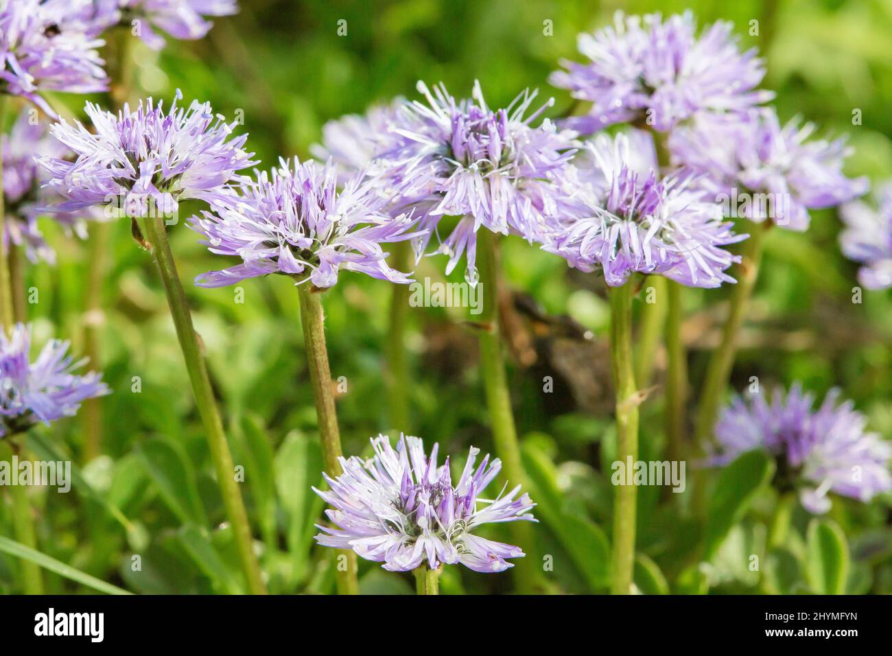 Globe daisy, Leather leaf owder puff, Powderpuff, Heart leaf globe ...