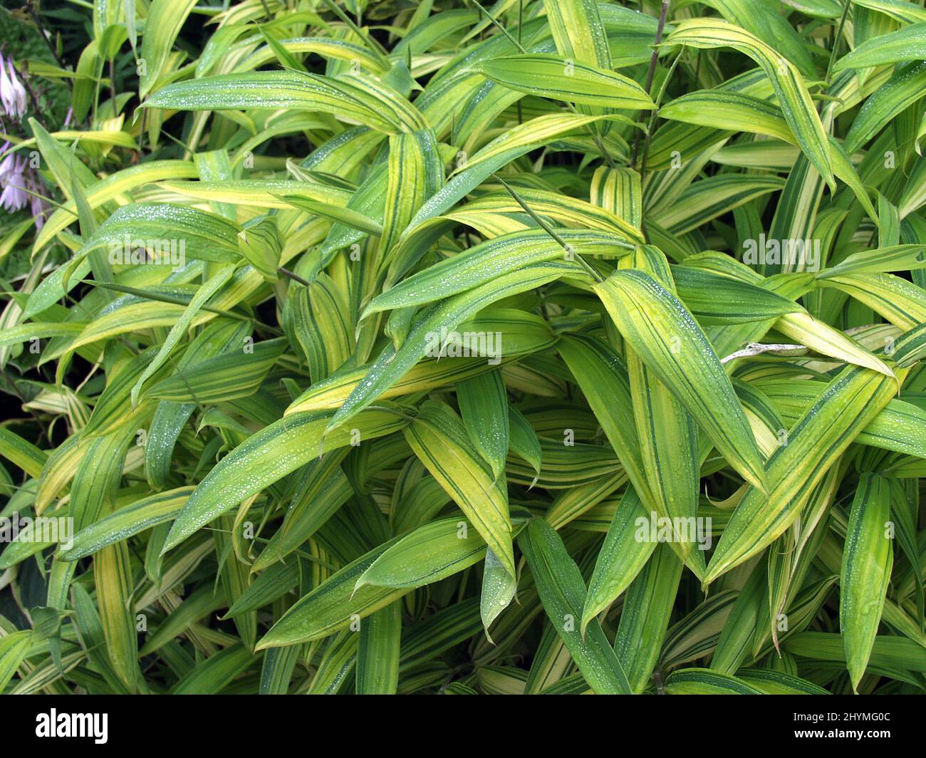 bamboo, kamuro-zasa (Pleioblastus viridistriatus, Pleioblastus auricoma ...