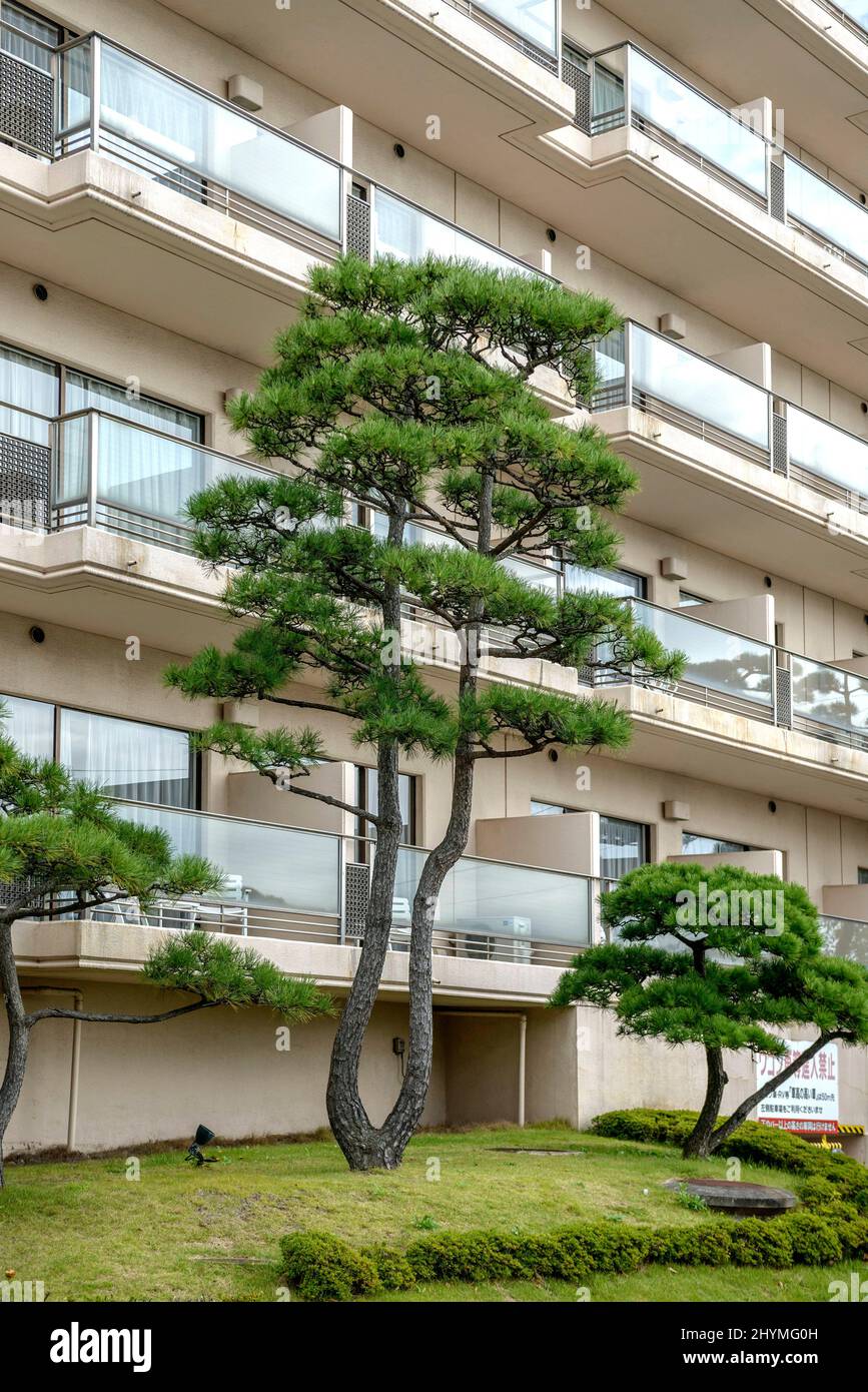 Japanese black pine (Pinus thunbergii), habit, Japan, Honshu ...