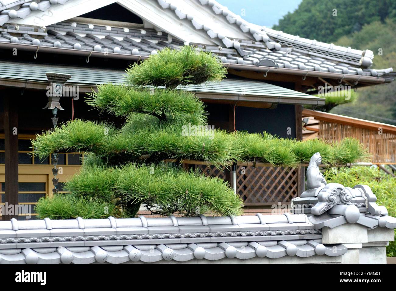 Japanese black pine (Pinus thunbergii), in a Japanese garden, Japan ...