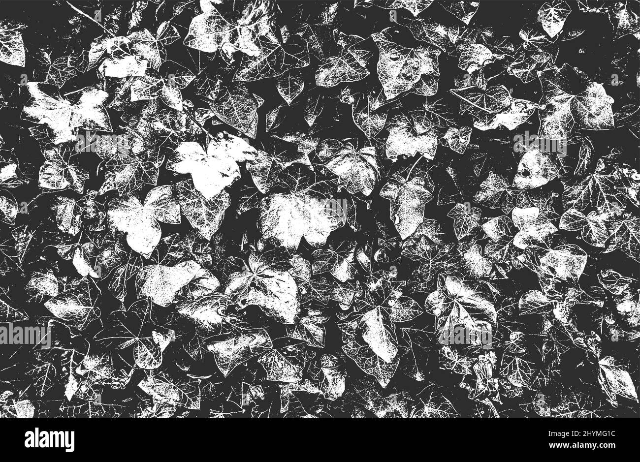 Distressed overlay ivy leaf macro texture with streaks. grunge black ...