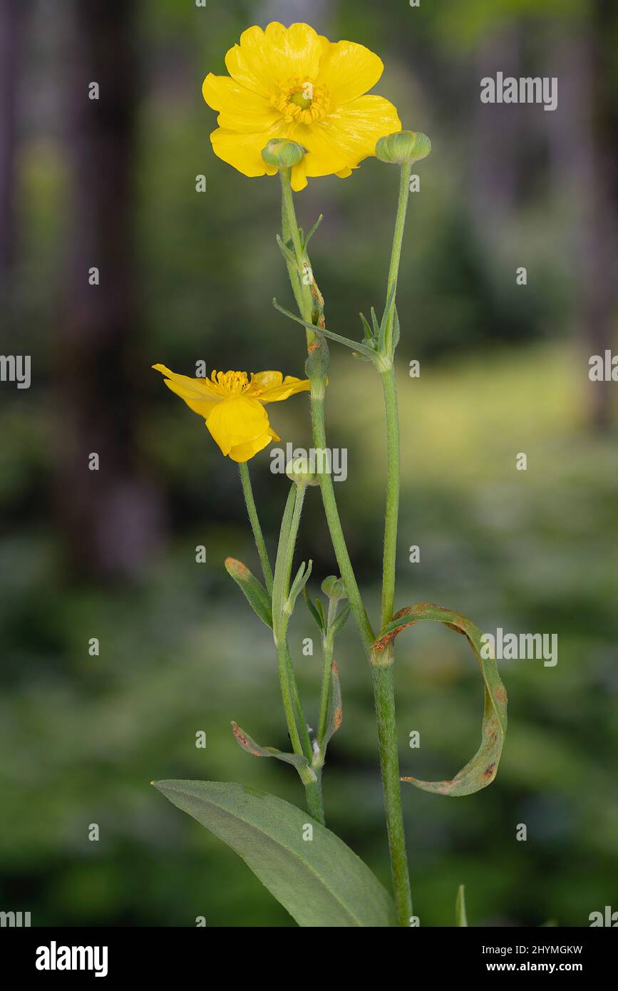 Greater spearworts hi-res stock photography and images - Alamy