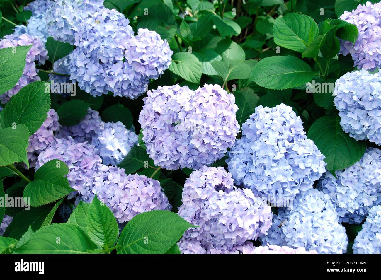 Garden hydrangea, Lace cap hydrangea (Hydrangea macrophylla 'Bouquet ...