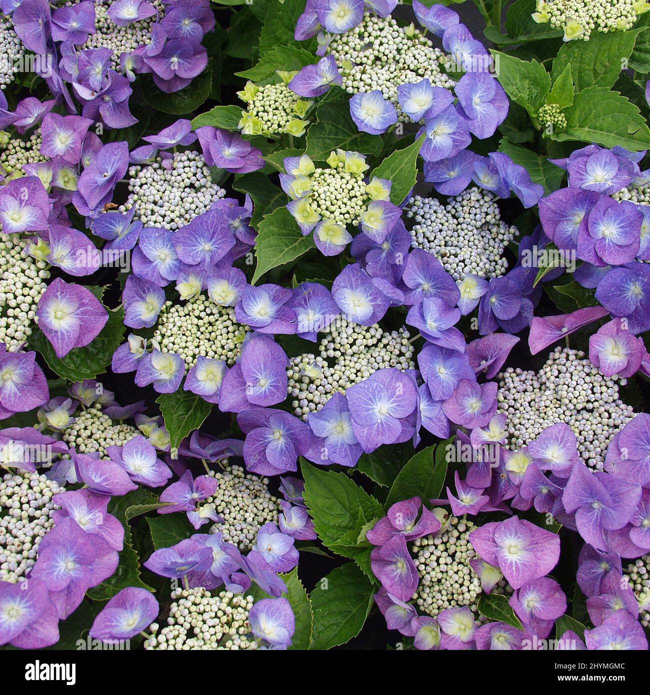 Garden hydrangea, Lace cap hydrangea (Hydrangea macrophylla 'Blaumeise', Hydrangea macrophylla ...