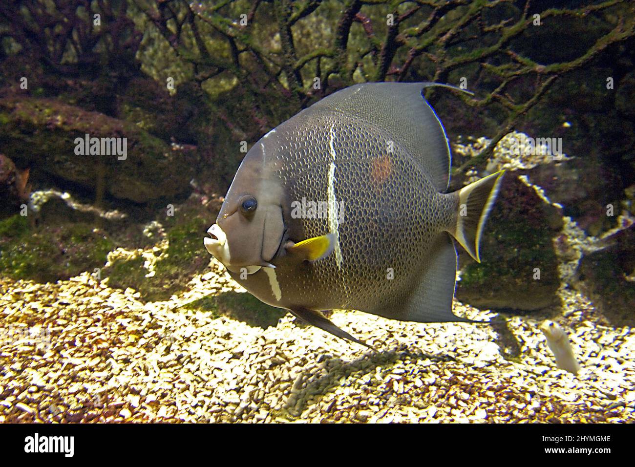 French angelfish (Pomacanthus paru), swimming, side view Stock Photo ...