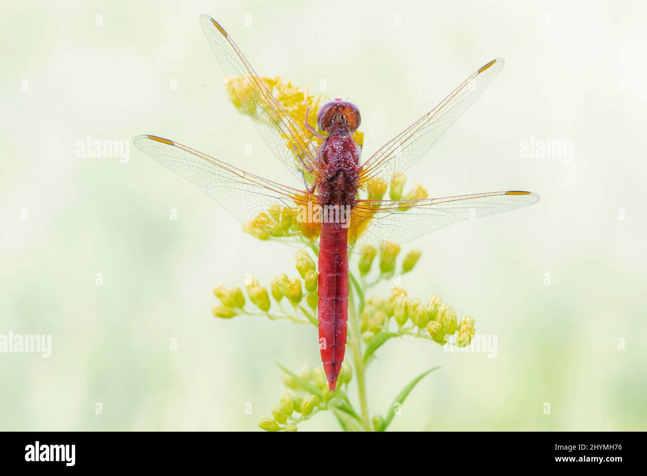 Broad Scarlet, Common Scarlet-darter, Scarlet Darter, Scarlet Dragonfly ...