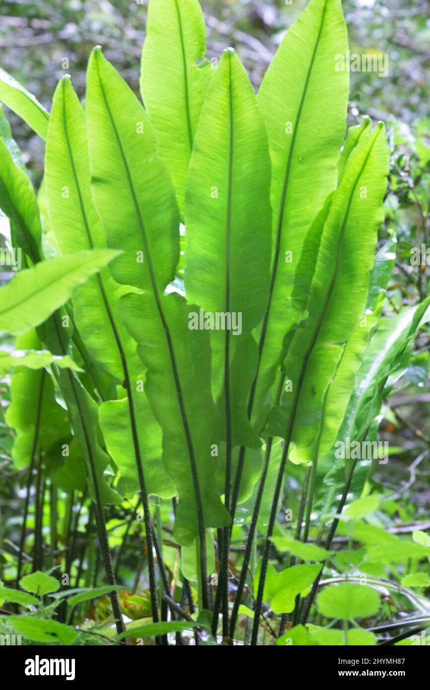 hart's tongue, European harts-tongue fern (Asplenium scolopendrium ...