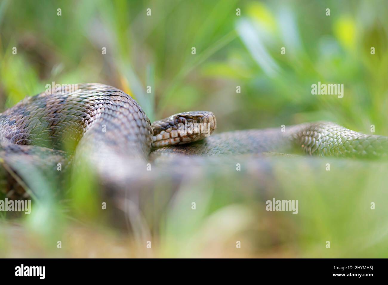 Adder, common viper, common European viper, common viper (Vipera berus ...