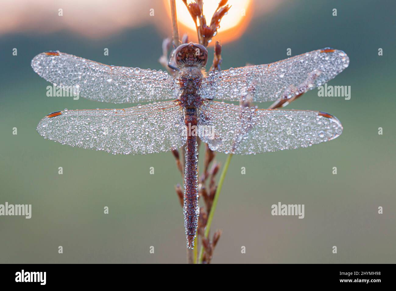 Eastern European sympetrum (Sympetrum depressiusculum), female wetted ...