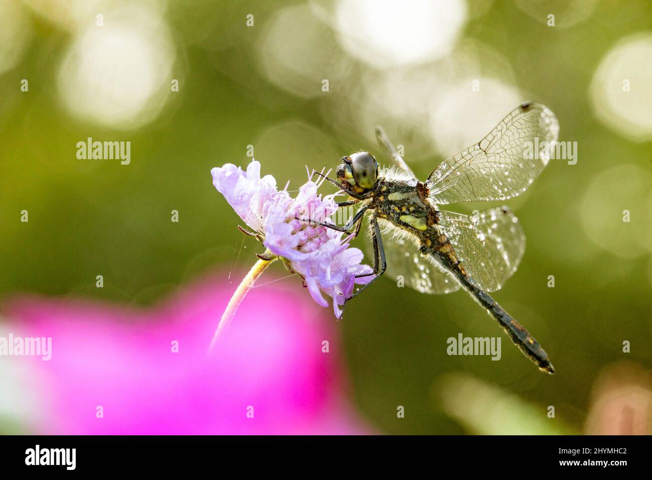 black sympetrum, black darter (Sympetrum danae), male on a scabious ...