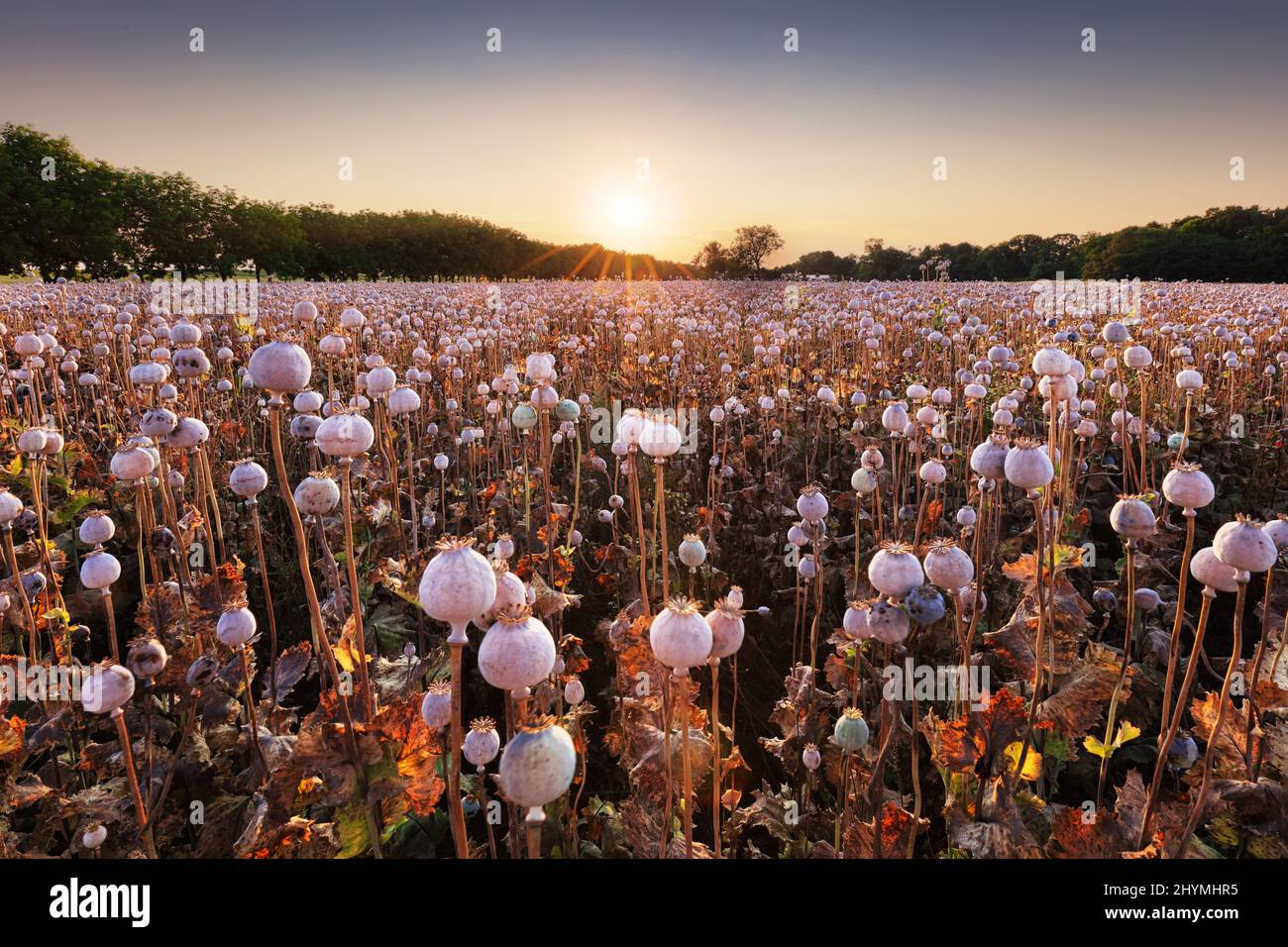 Poppy field heads at sunset, farming - agriculture Stock Photo - Alamy