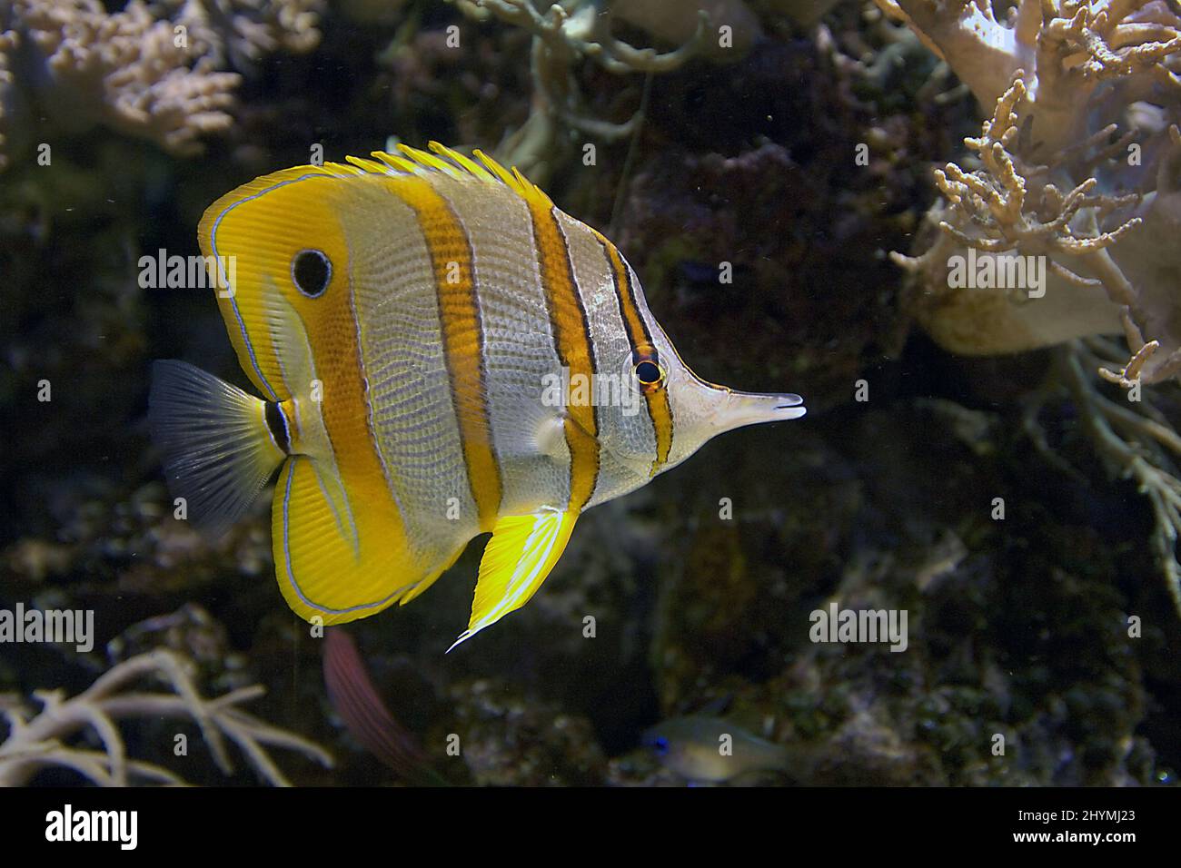 copper-banded butterflyfish, copperband butterflyfish, long-nosed ...