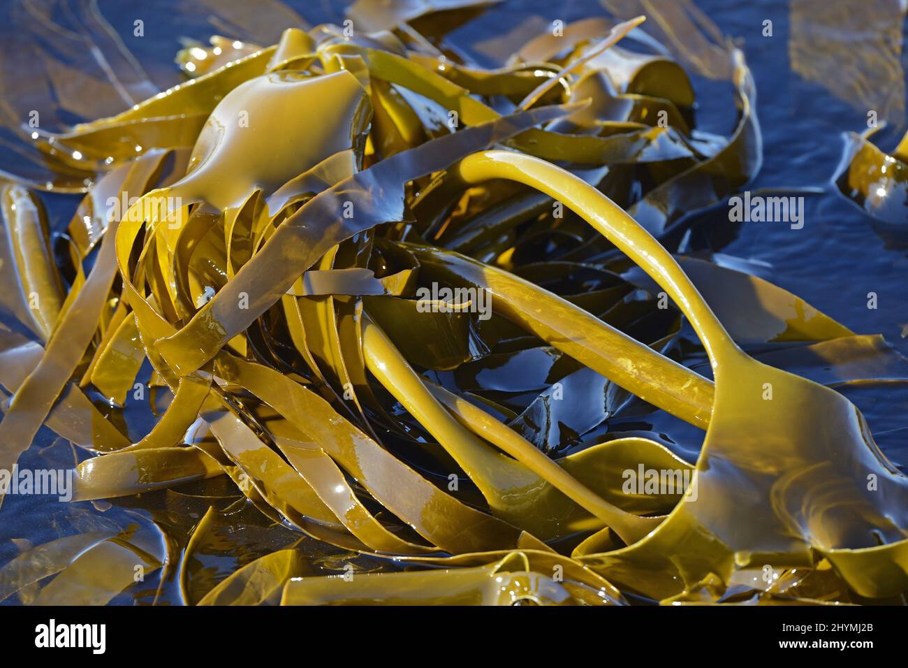 giant kelp, bladder kelp (Macrocystis pyrifera), at the coast of Bird ...