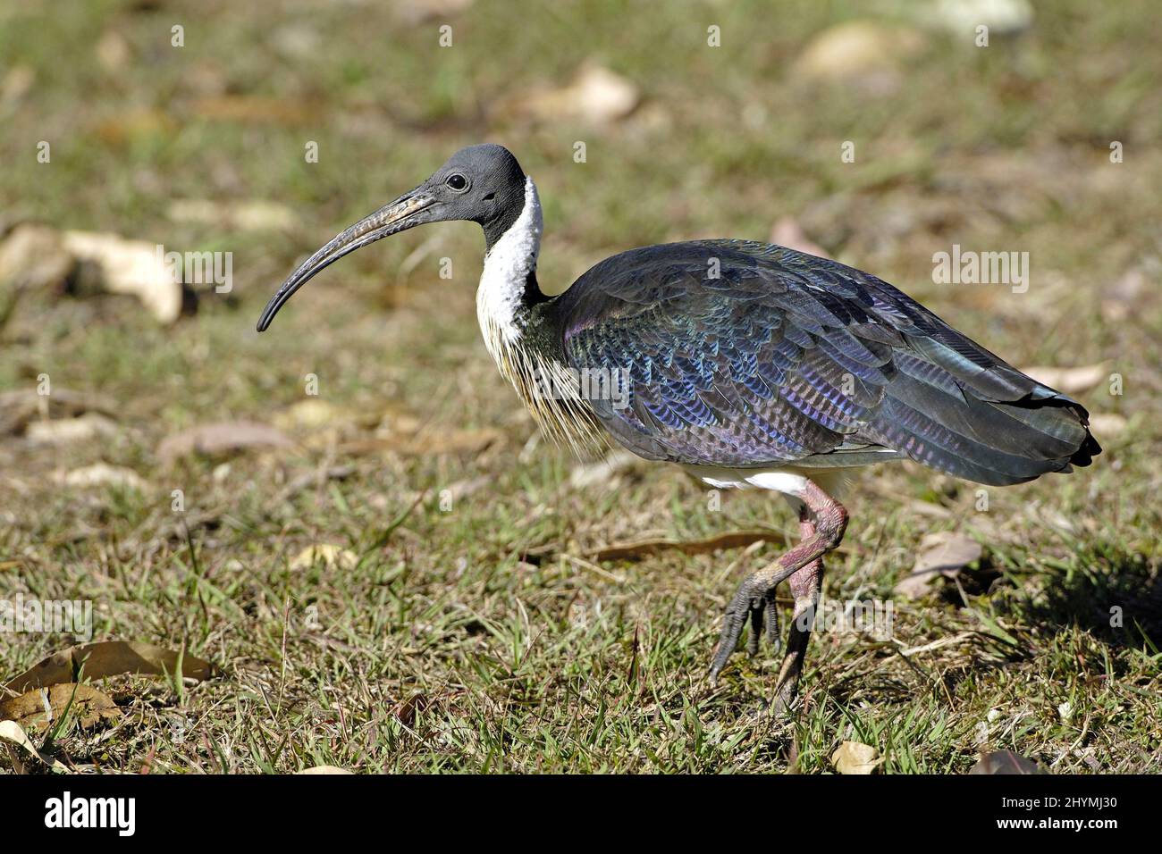 straw-necked ibis (Threskiornis spinicollis), walks on the ground ...