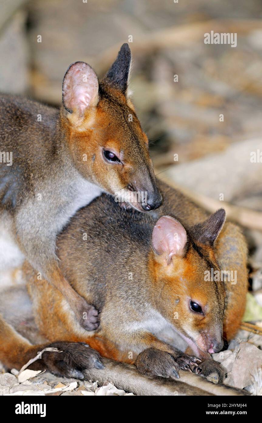 red-legged pademelon (Thylogale stigmatica), portrait of two red-legged ...