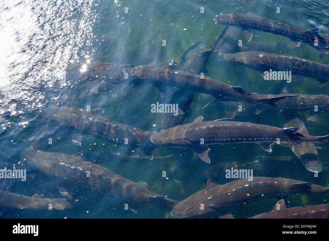 Bassa Bresciana (Bs), Italy, a sturgeons farm Stock Photo - Alamy