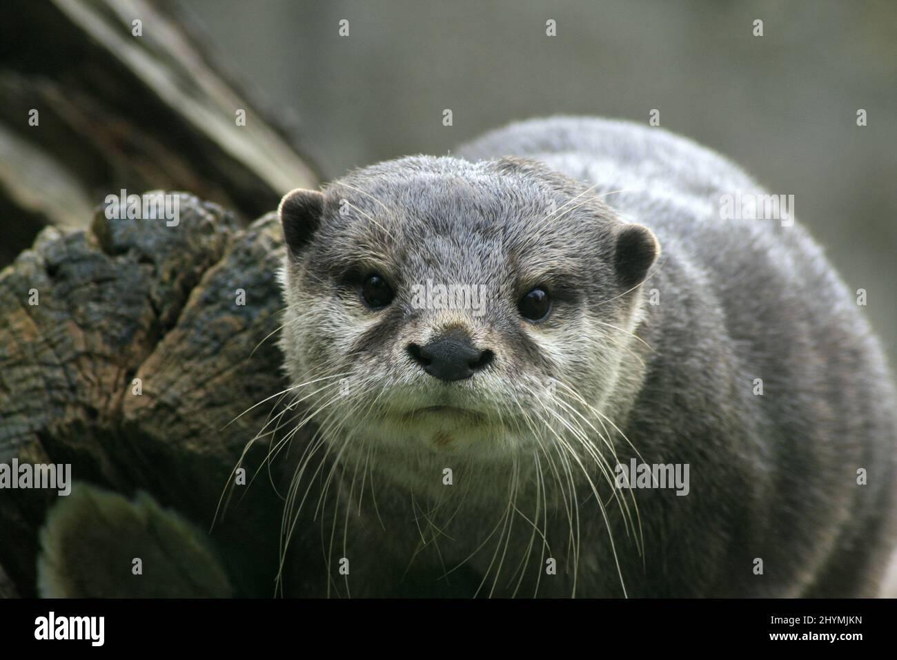 Smallest otter species hi-res stock photography and images - Alamy