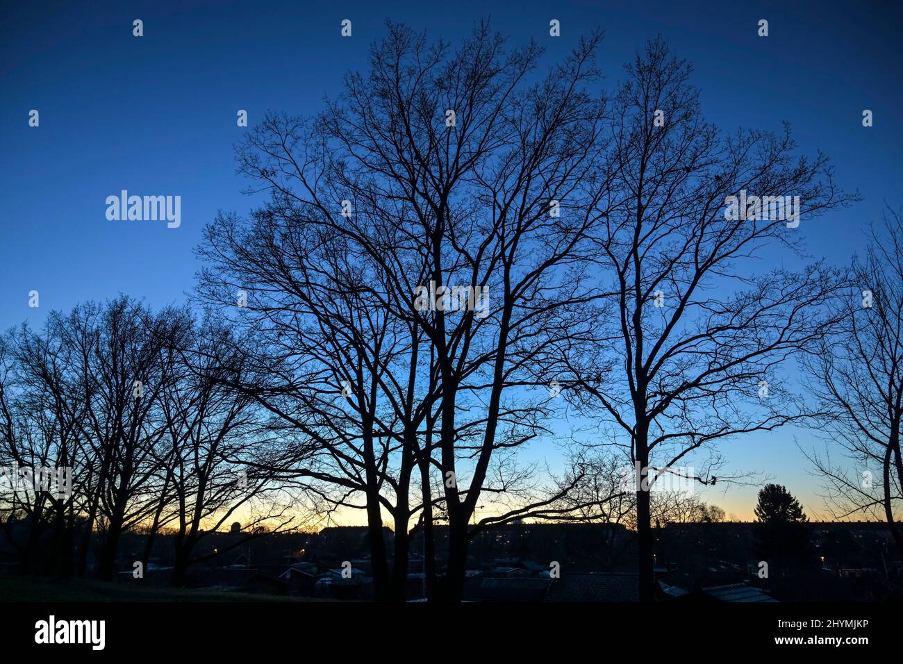 Evening, sunset, trees, silhouette, nature, Berlin, Germany Stock Photo - Alamy
