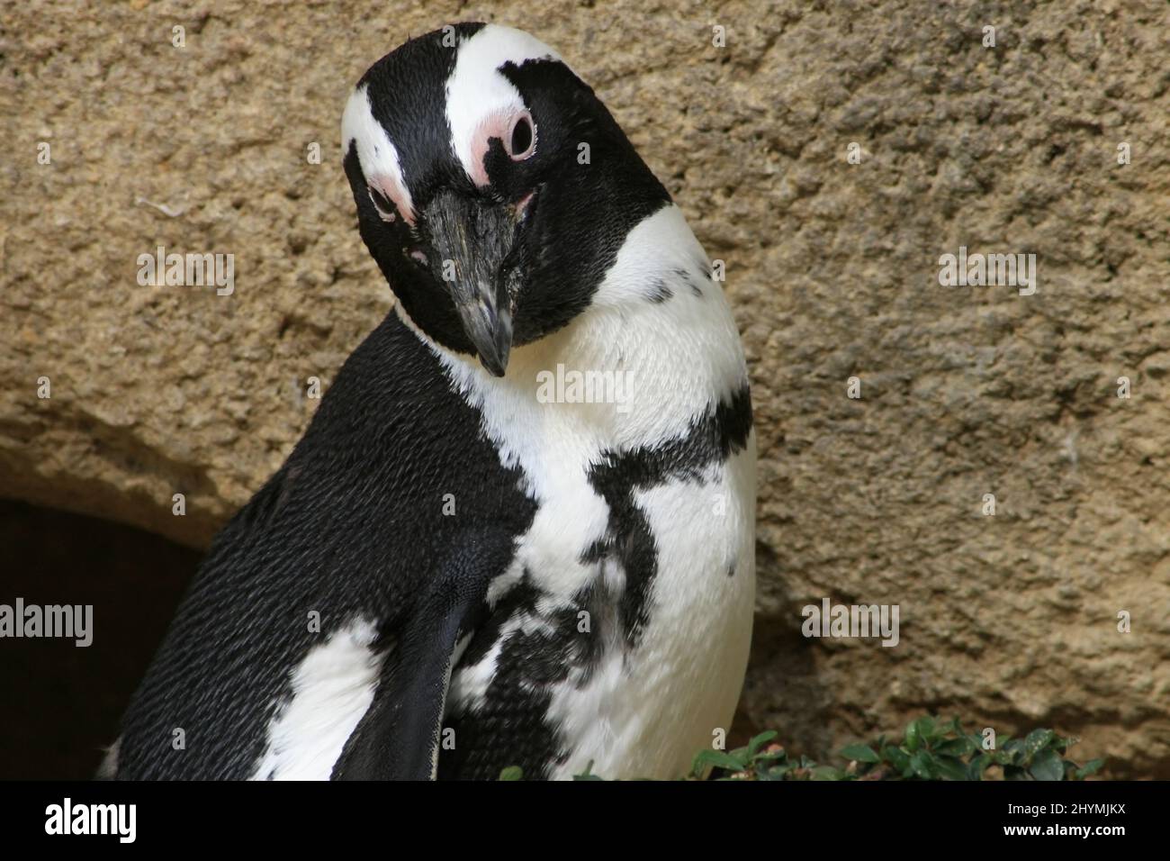 African penguin (Spheniscus demersus), also known as the Cape penguin ...