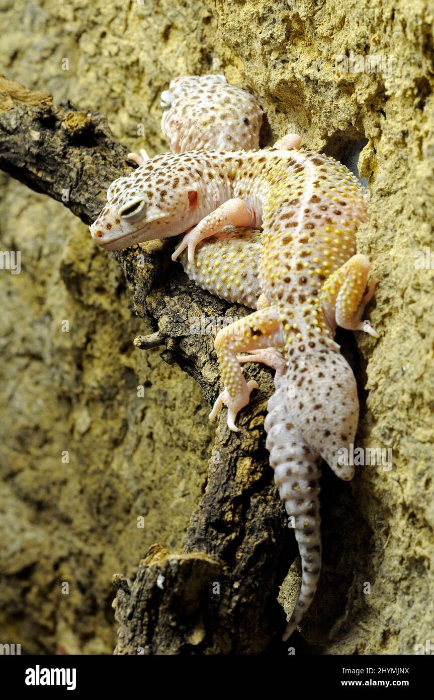 Leopard gecko (Eublepharis macularius), two Leopard geckos warming each ...