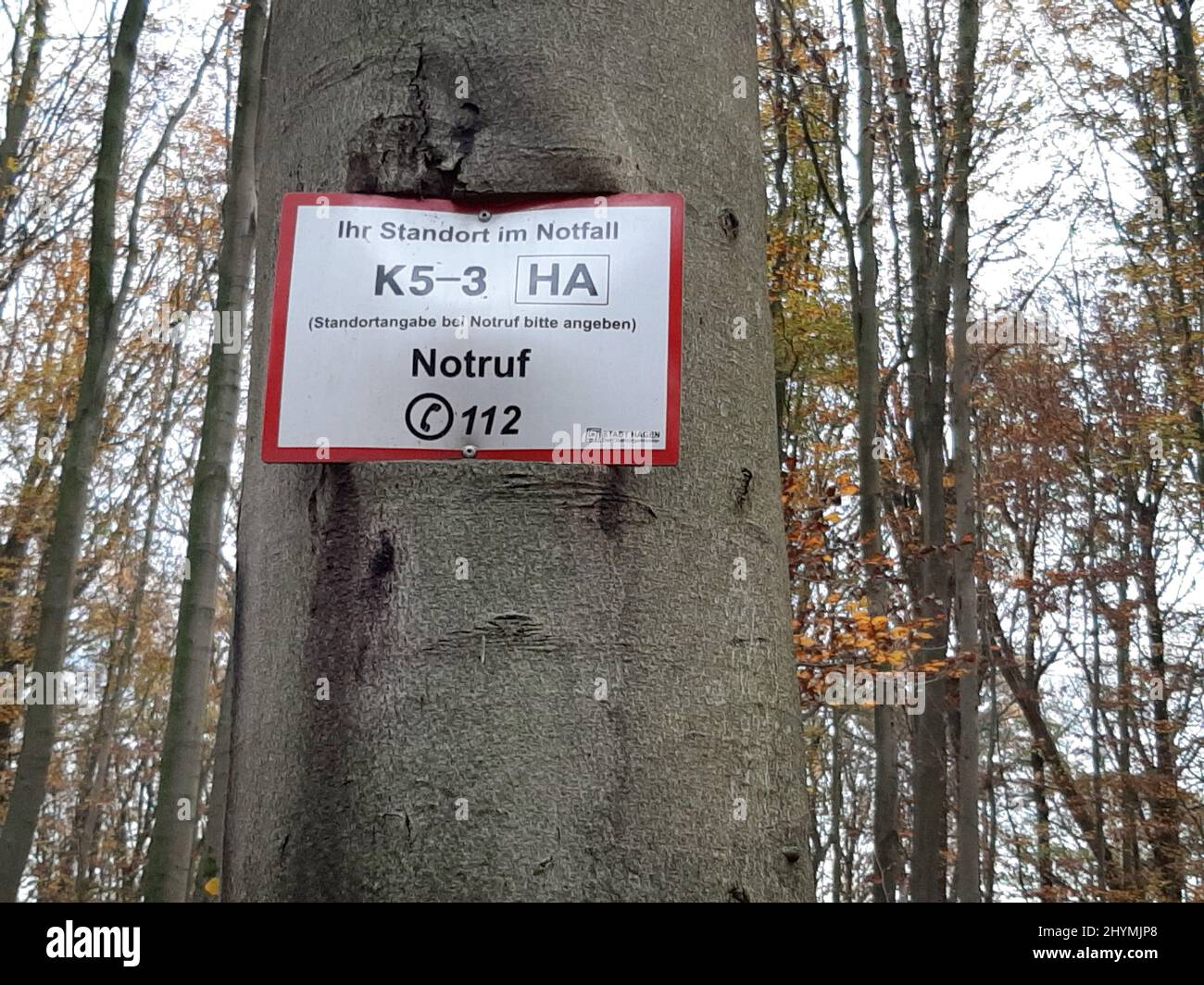 common beech (Fagus sylvatica), rescue point sign in the forest, grown ...