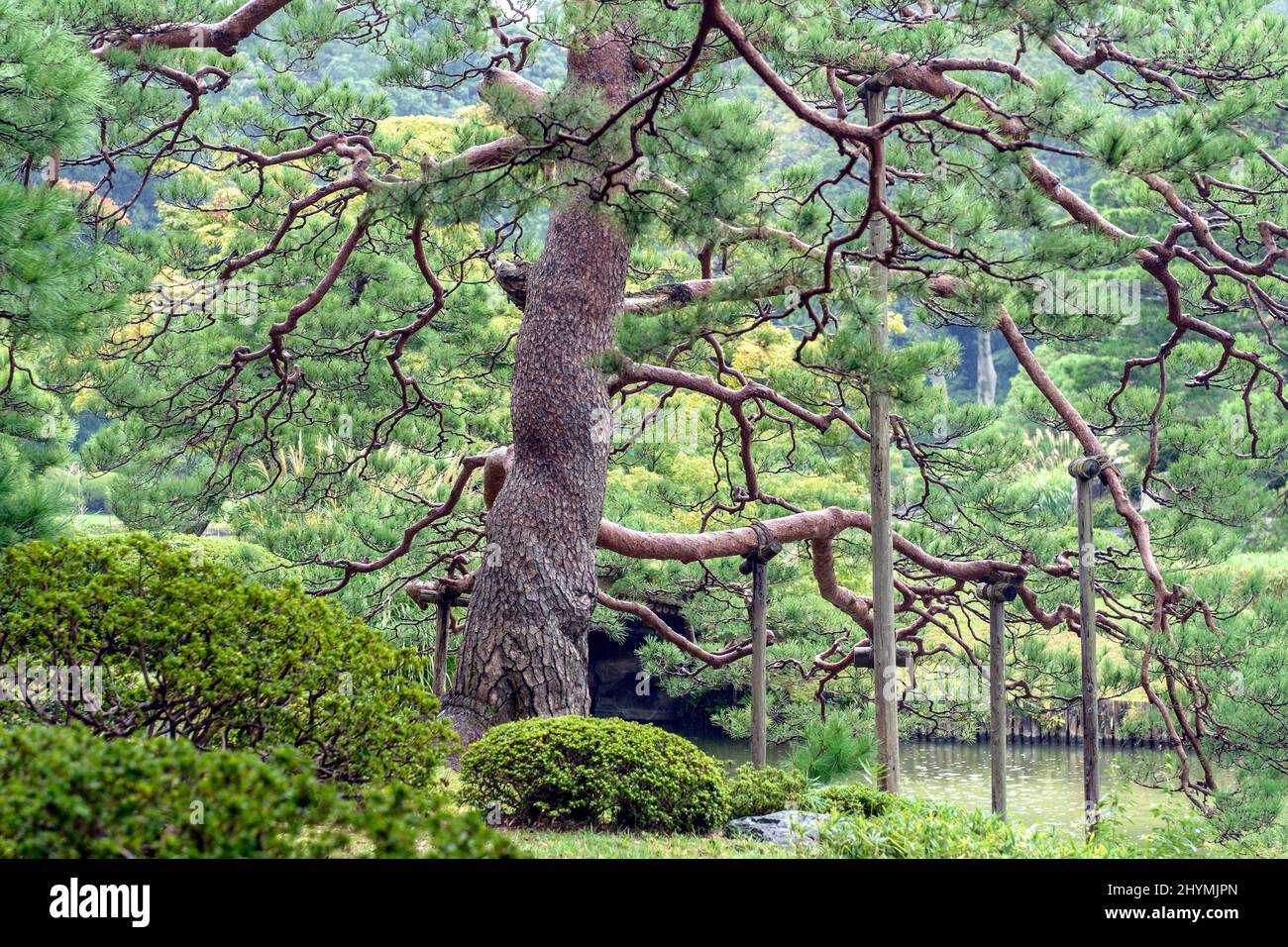 Japanese red pine (Pinus densiflora), habit, Japan, Honshu, Rikugien ...