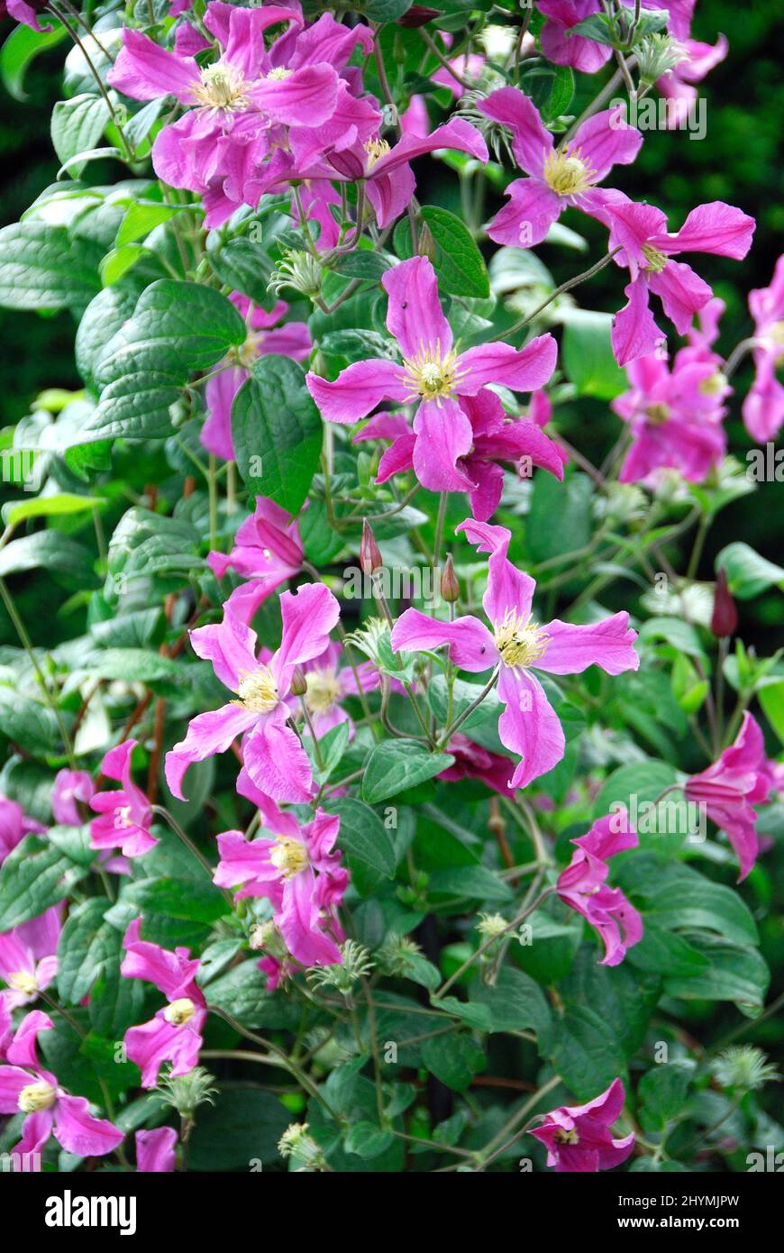 clematis, virgins-bower (Clematis 'Inspiration', Clematis Inspiration ...