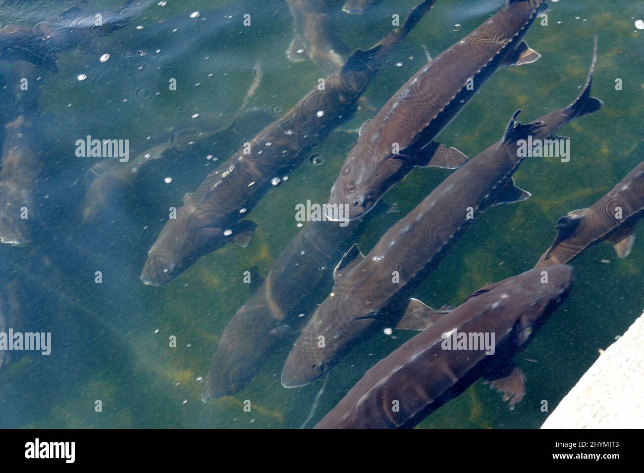 Bassa Bresciana (Bs), Italy, a sturgeons farm Stock Photo - Alamy