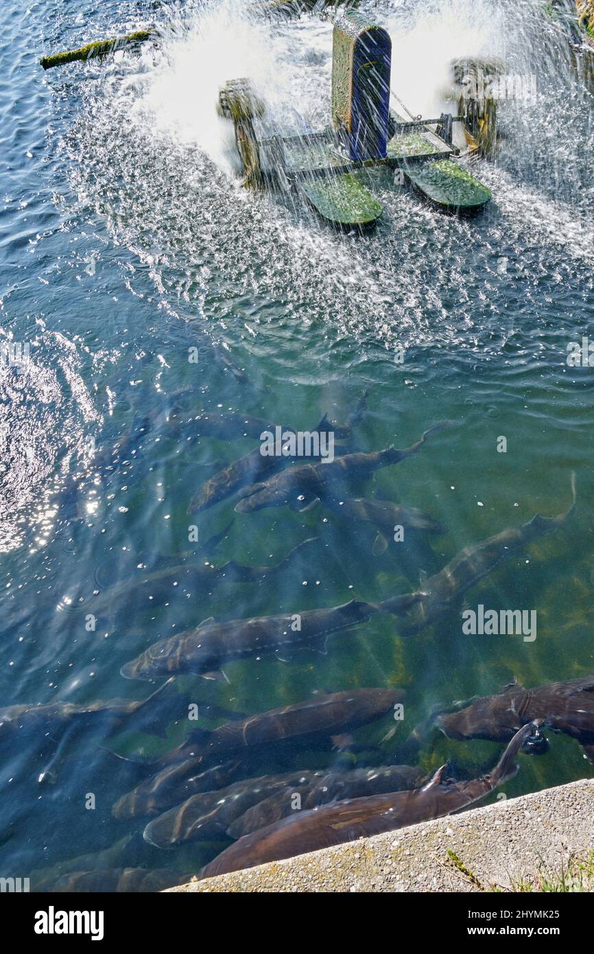 Bassa Bresciana (Bs), Italy, a sturgeons farm Stock Photo - Alamy