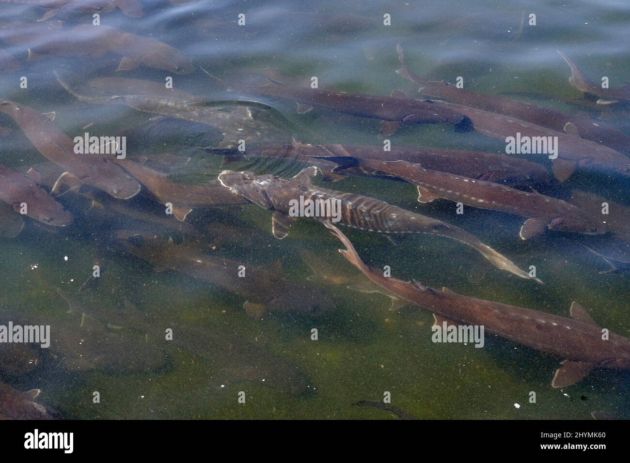 Bassa Bresciana (Bs), Italy, a sturgeons farm Stock Photo - Alamy