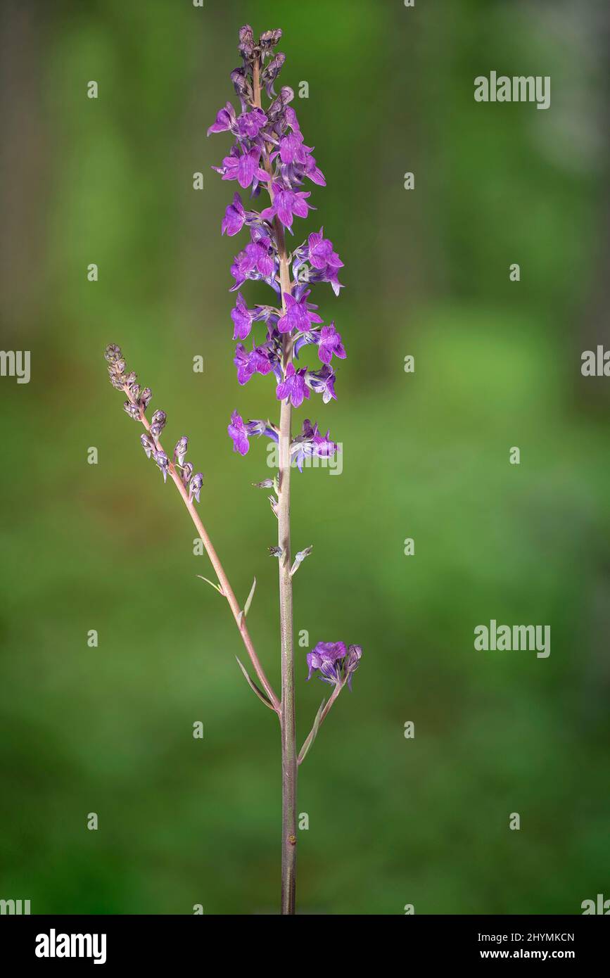 Purple toadflaxes hi-res stock photography and images - Alamy