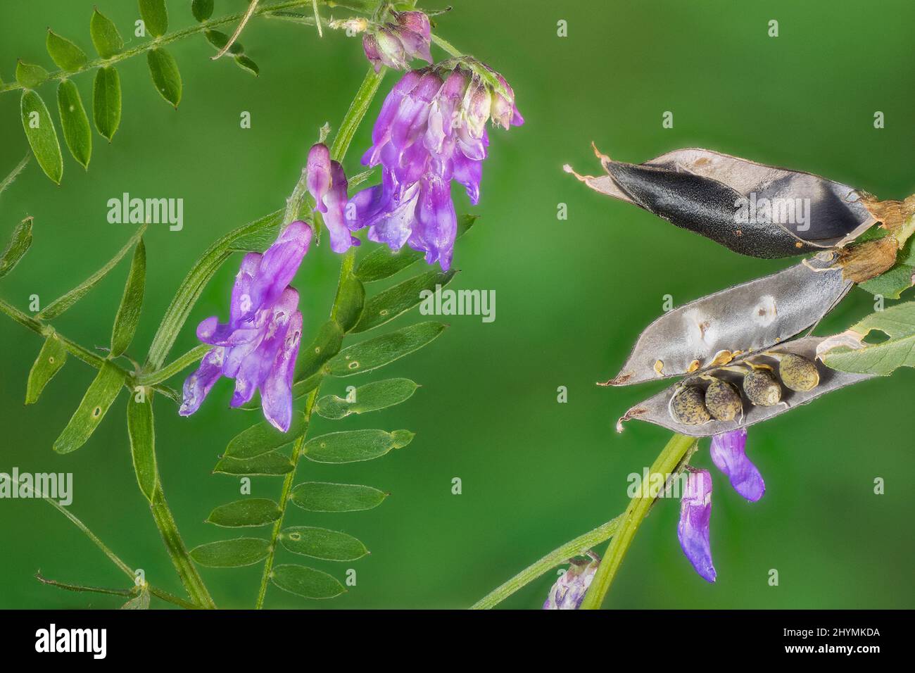 bird vetch, tinegrass, tufted vetch (Vicia cracca), flowers and fruits ...