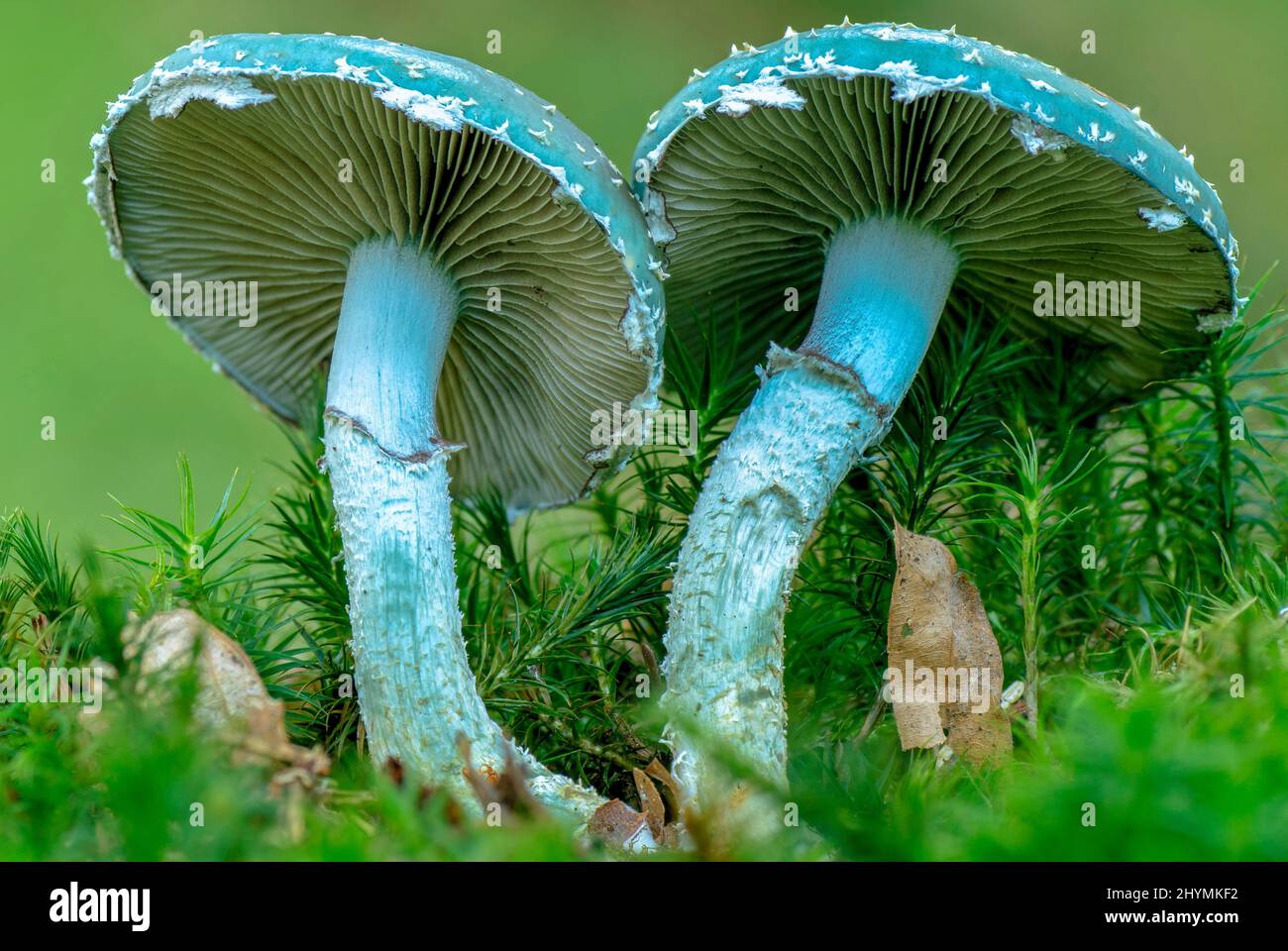 verdigris agaric (Stropharia aeruginosa), two fruiting bodies in moss ...