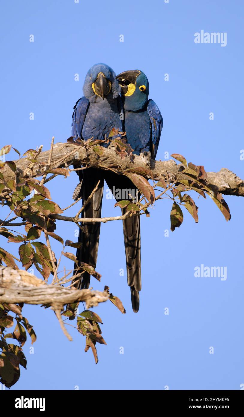 Hyacinth Macaw, Hyacinthine Macaw (Anodorhynchus hyacinthinus), two ...