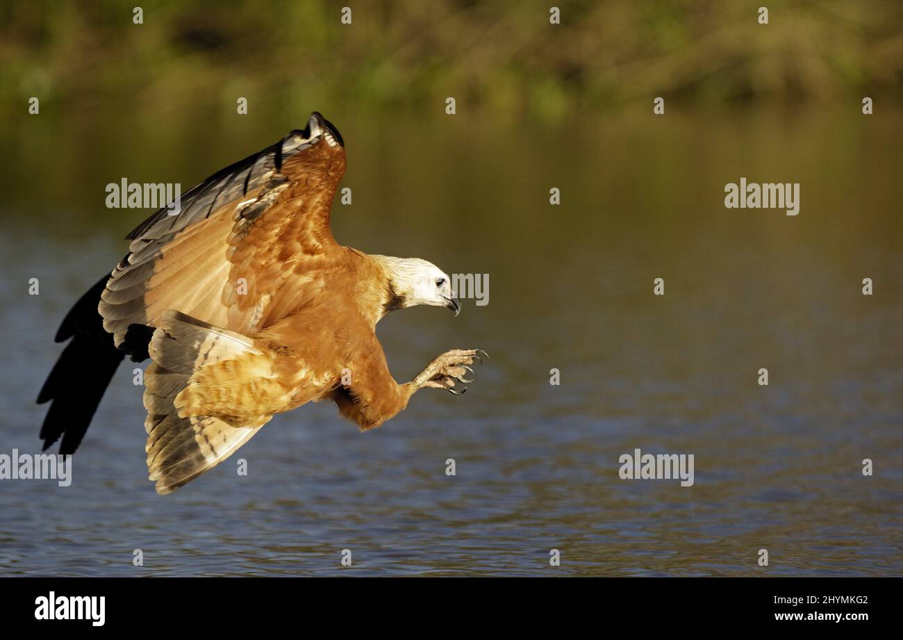 black-collared hawk Busarellus nigricollis, fishing, Brazil, Pantanal ...