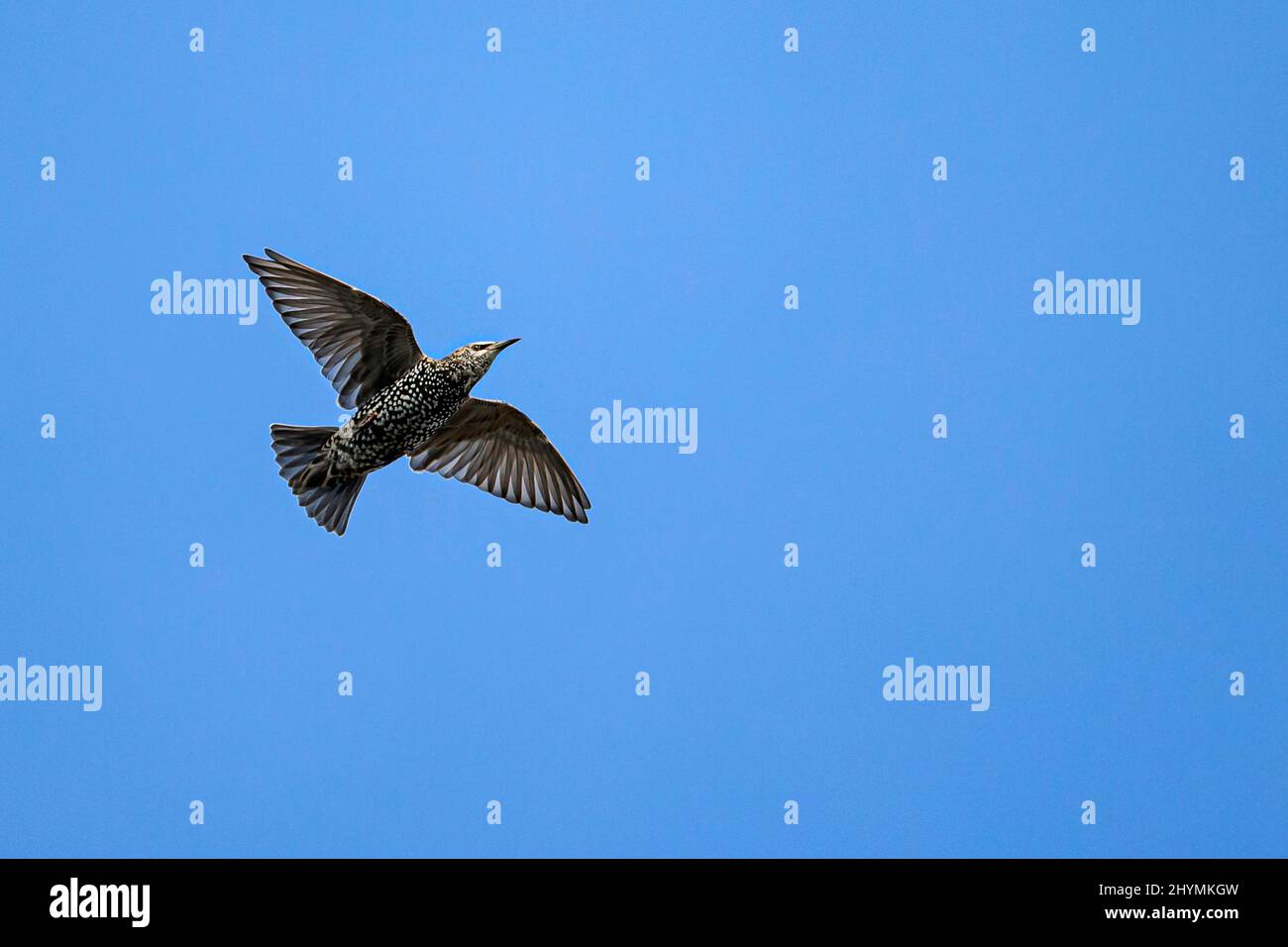 common starling (Sturnus vulgaris), in flight in the blue sky, view ...