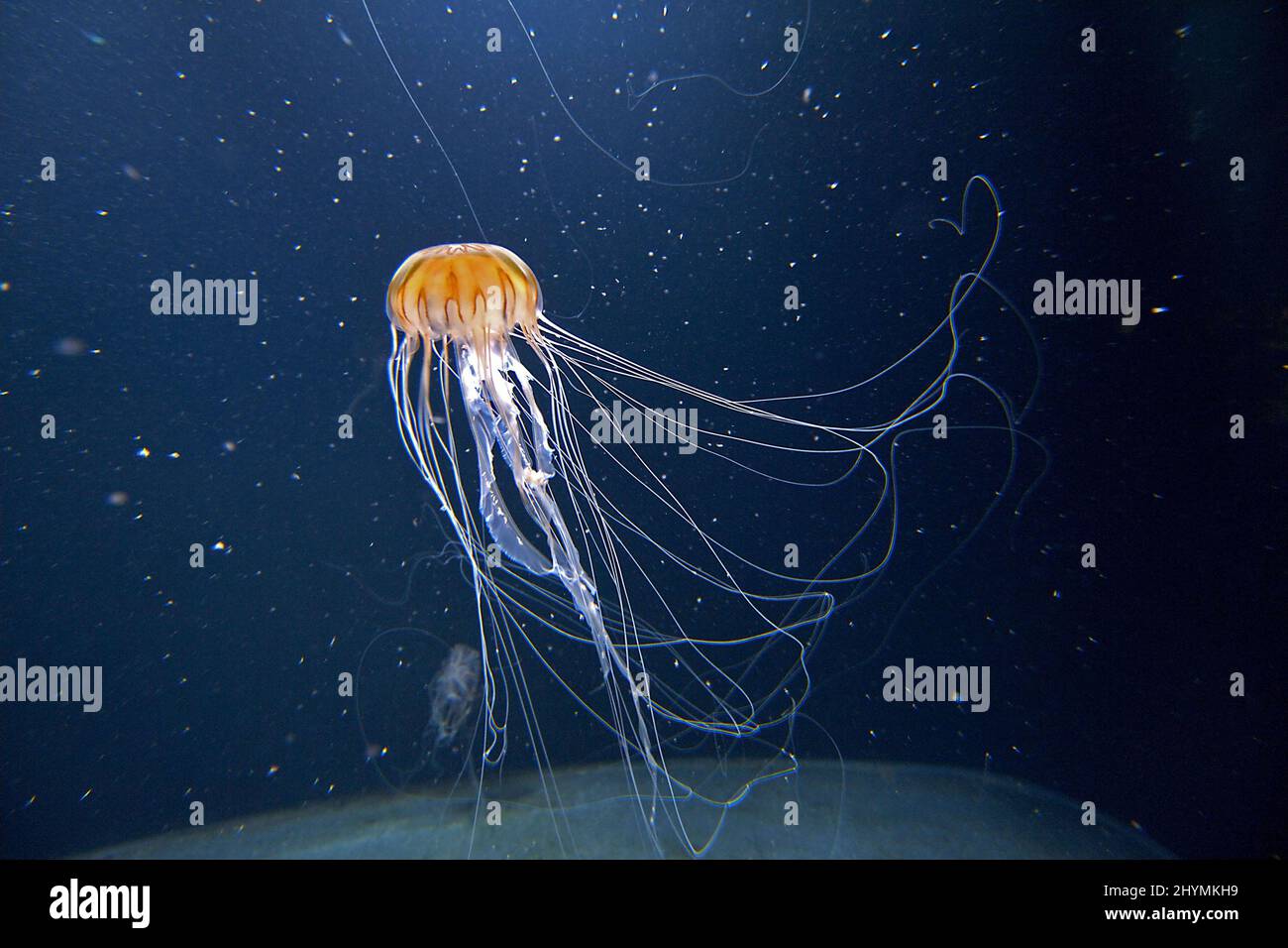 brown jellyfish, brown giant jellyfish (Chrysaora melanaster), swimming ...