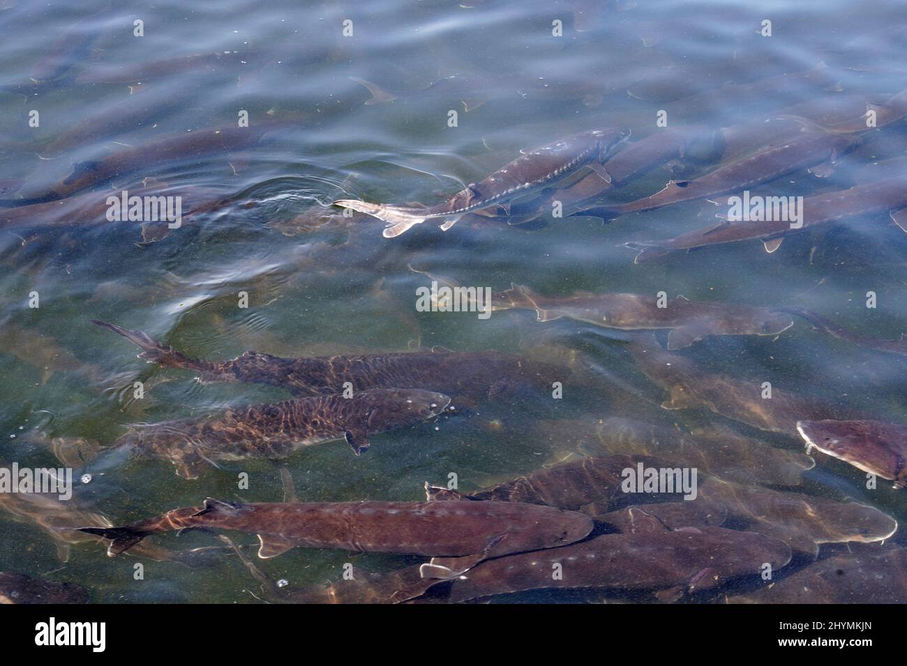 Bassa Bresciana (Bs), Italy, a sturgeons farm Stock Photo - Alamy