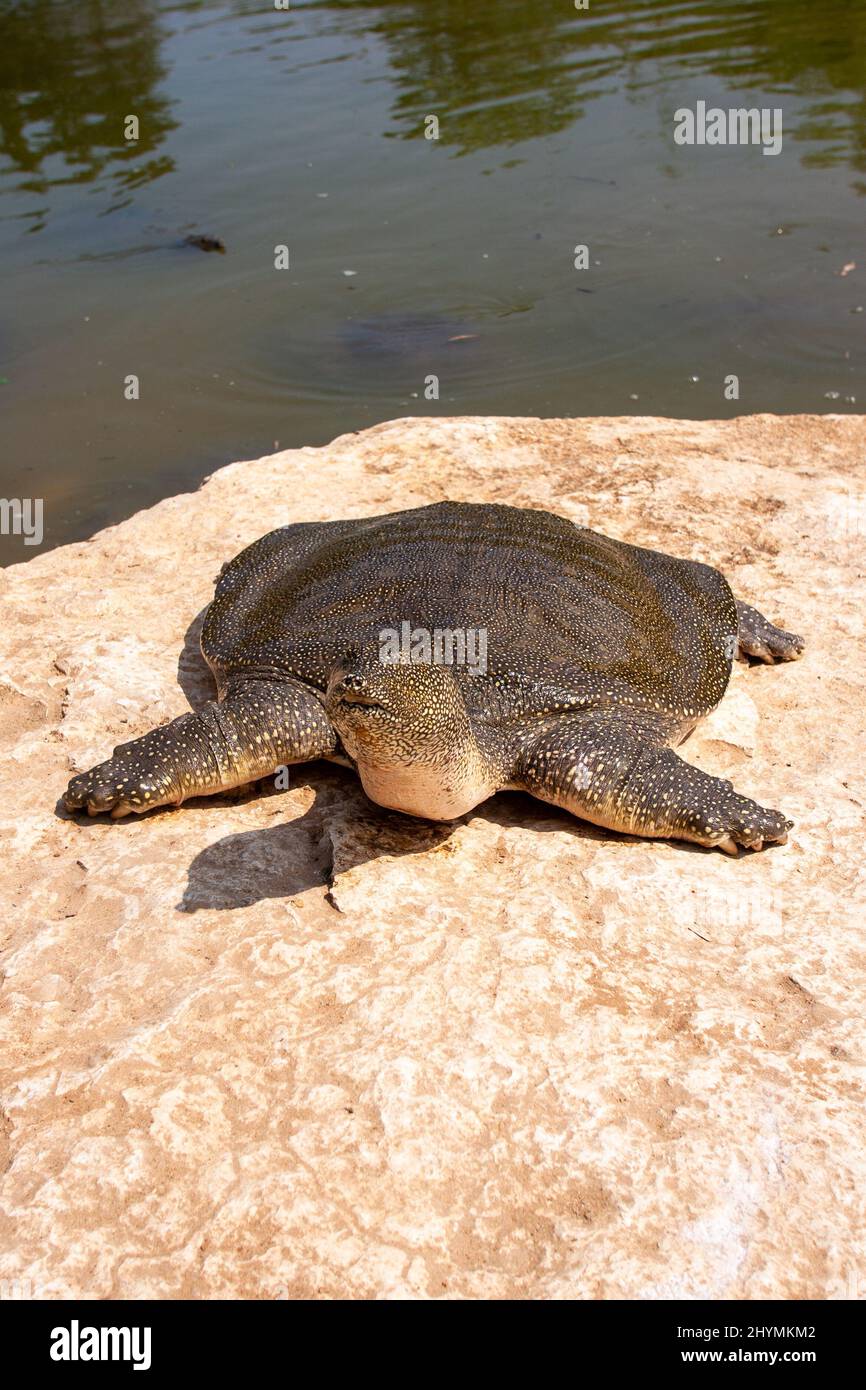 African softshell hi-res stock photography and images - Alamy