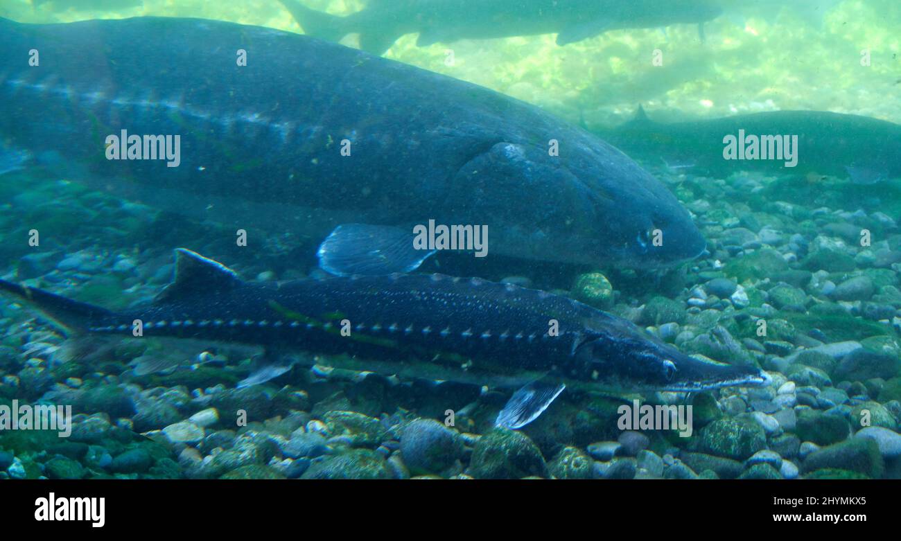 Bassa Bresciana (Bs), Italy, a sturgeons farm Stock Photo - Alamy